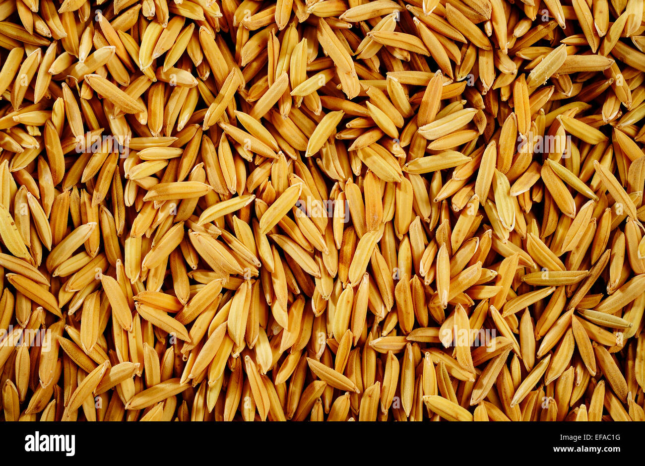 Brown paddy hi-res stock photography and images - Alamy