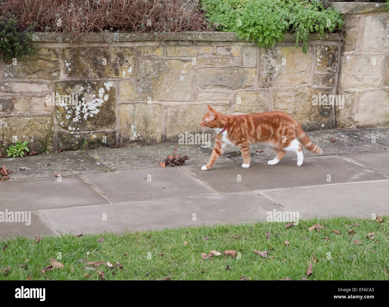 Jock VI roams the gardens at Chartwell the family home of Winston ...