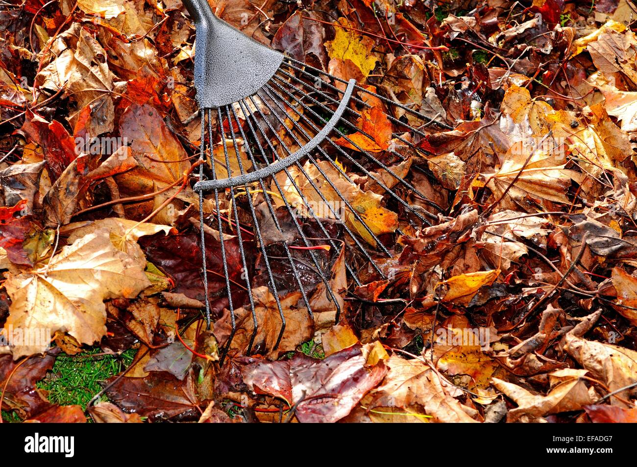 Raking leaves uk hi-res stock photography and images - Alamy