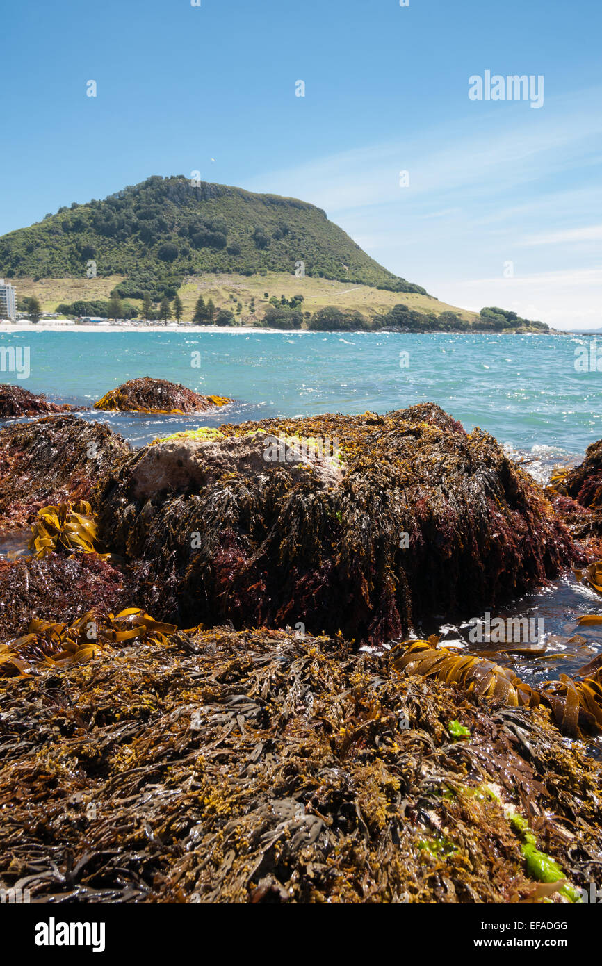 Moturiki island new zealand hi-res stock photography and images - Alamy