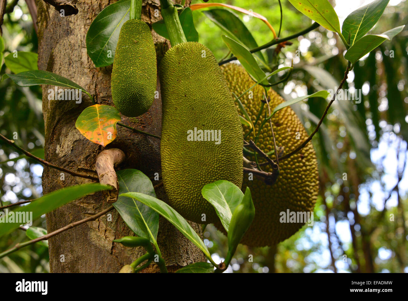 Jackfruits, Jackfruit tree (Artocarpus heterophyllus), tropical fruits ...