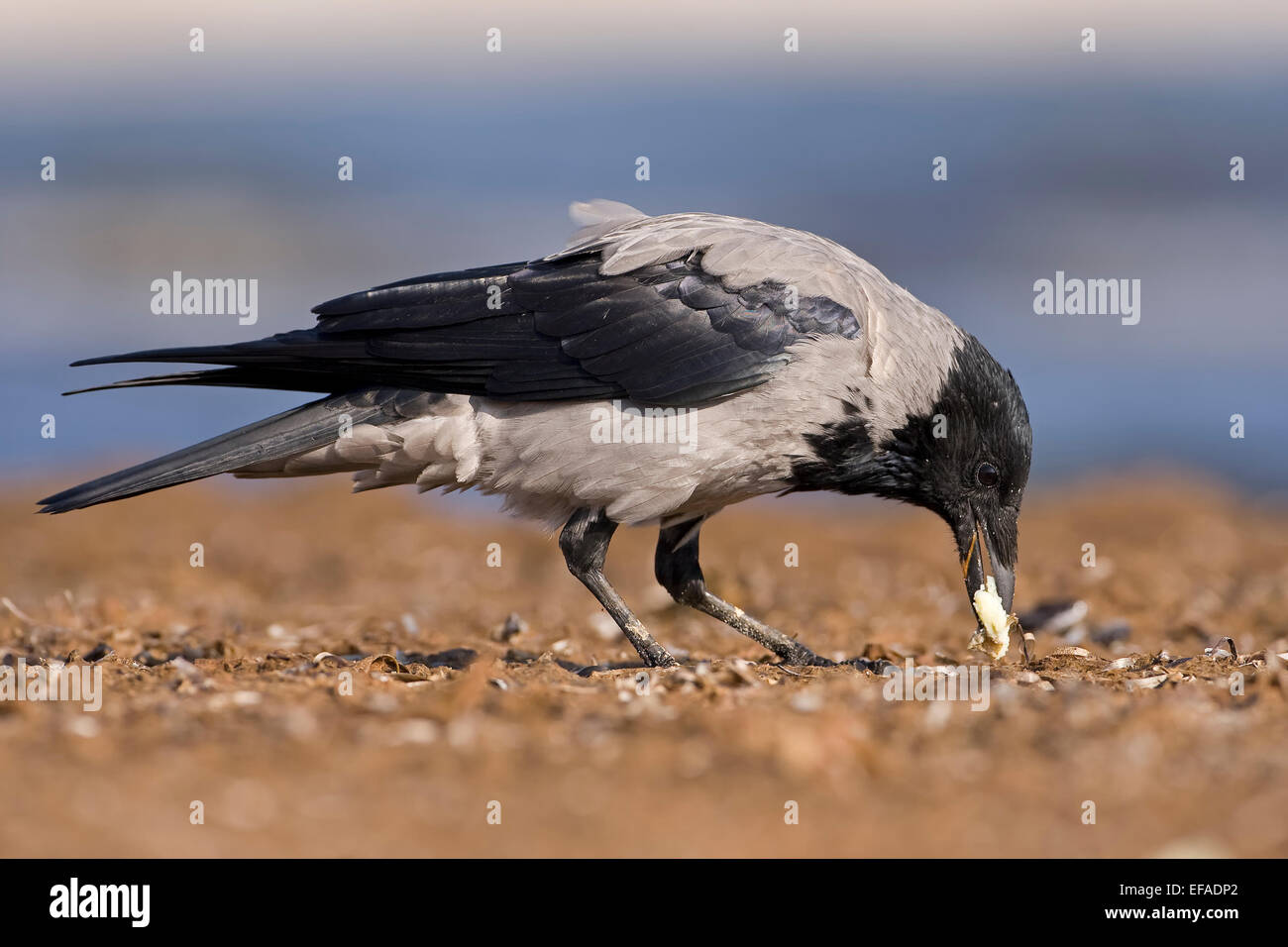 Hooded Crow (Corvus corone cornix), foraging, feeding, Corvidae, Middle ...