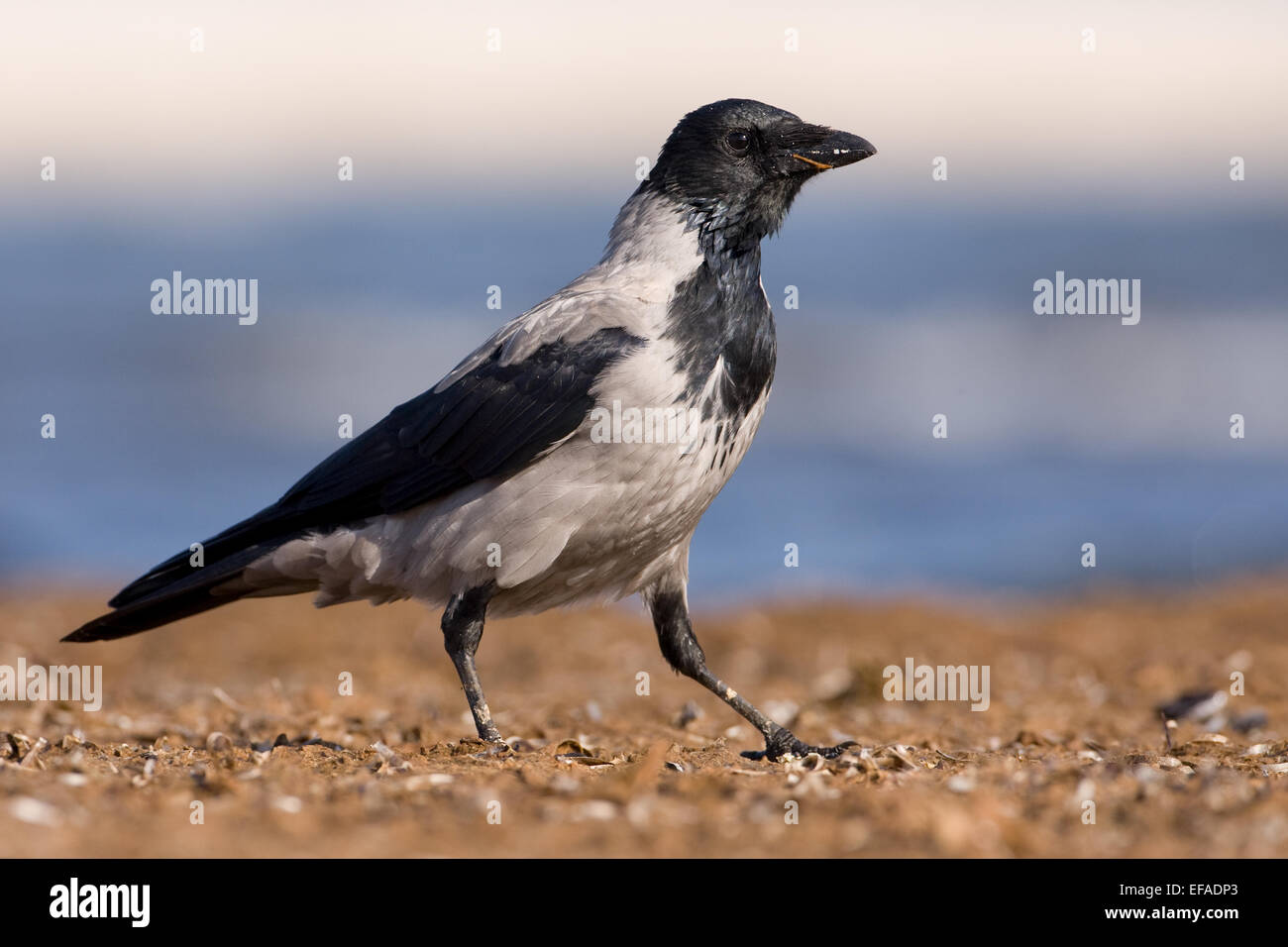 Hooded Crow (Corvus corone cornix), foraging, feeding, Corvidae, Middle ...