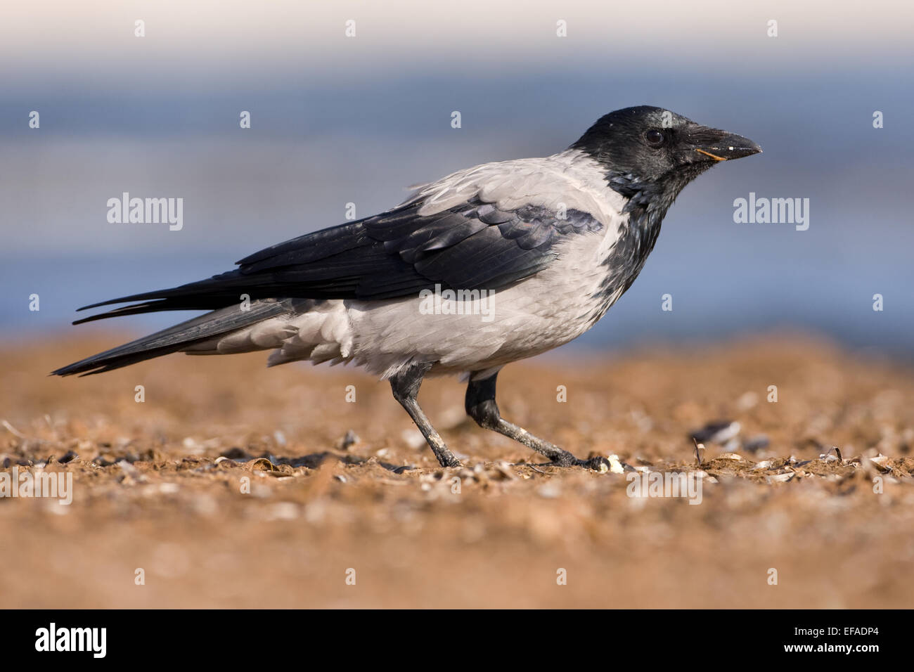 Hooded Crow (Corvus corone cornix), foraging, feeding, Corvidae, Middle ...