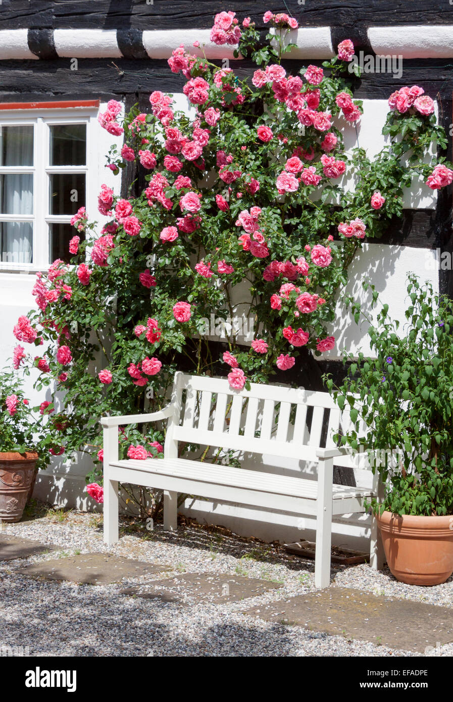 Climbing rose house hi-res stock photography and images - Alamy