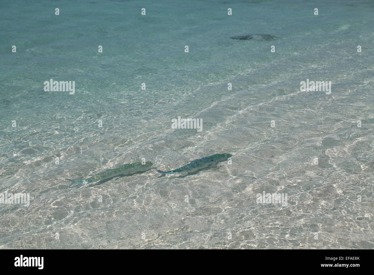 Pesce siluro hi-res stock photography and images - Alamy