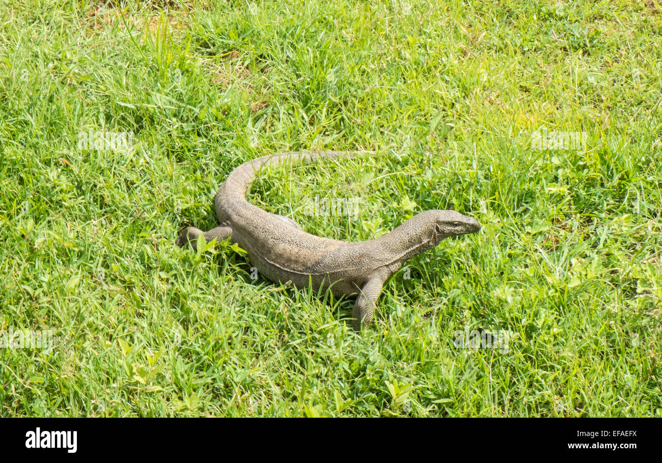 Indian Monitor Lizard at Yala National Park.Sri Lanka Stock Photo - Alamy