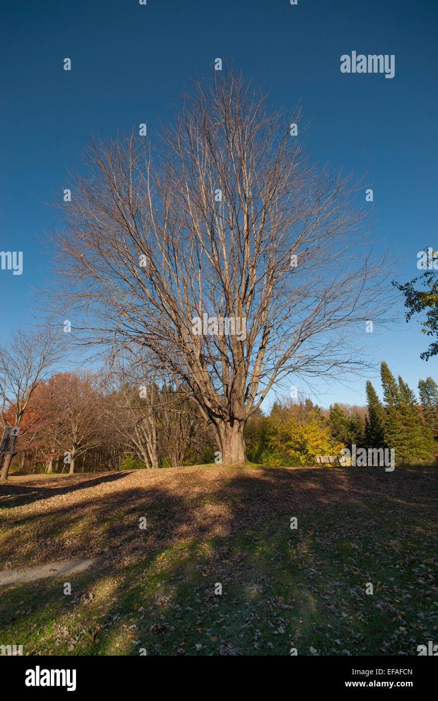 Morgan arboretum hi-res stock photography and images - Alamy