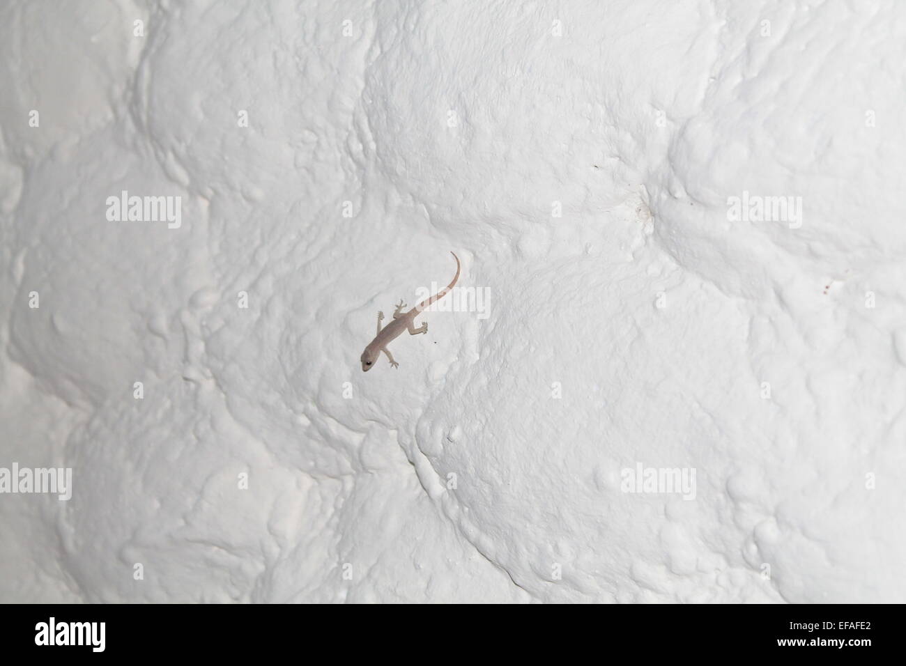 Geco on the wall hi-res stock photography and images - Alamy