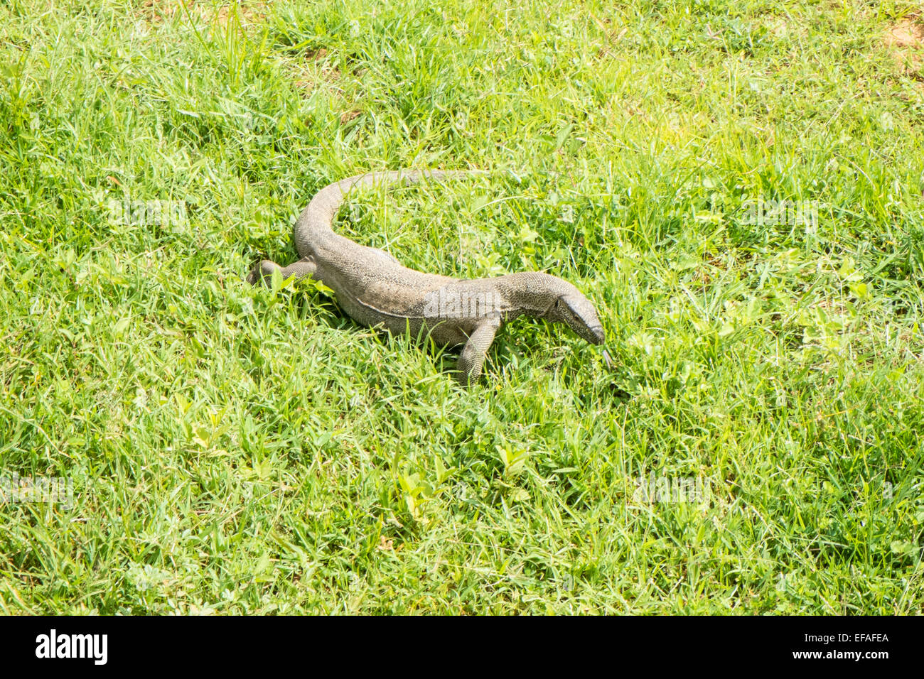 Indian Monitor Lizard at Yala National Park.Sri Lanka Stock Photo - Alamy