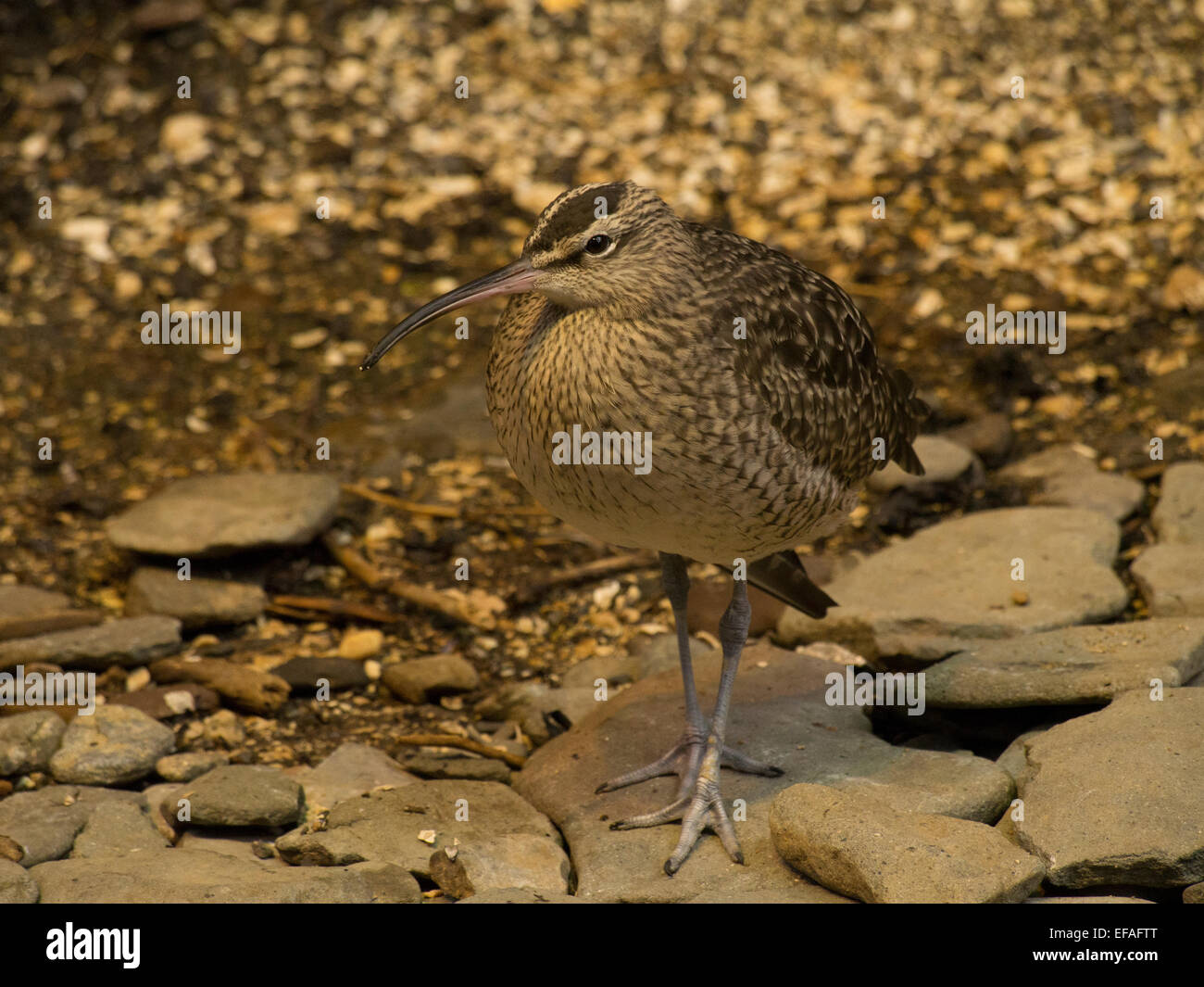 shore bird on rock Stock Photo - Alamy