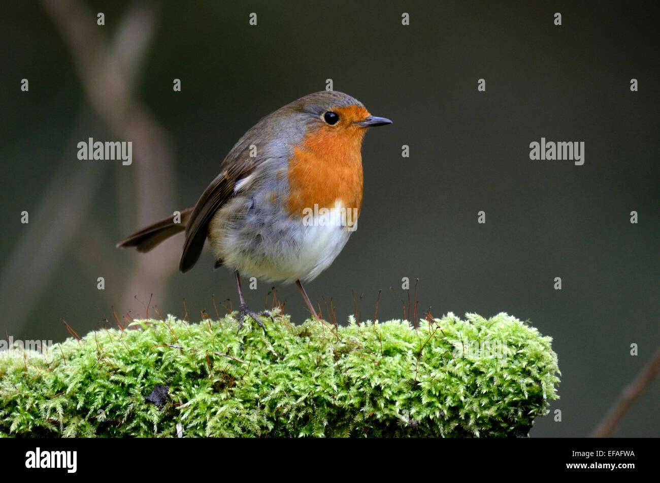 A robin on a log hi-res stock photography and images - Alamy