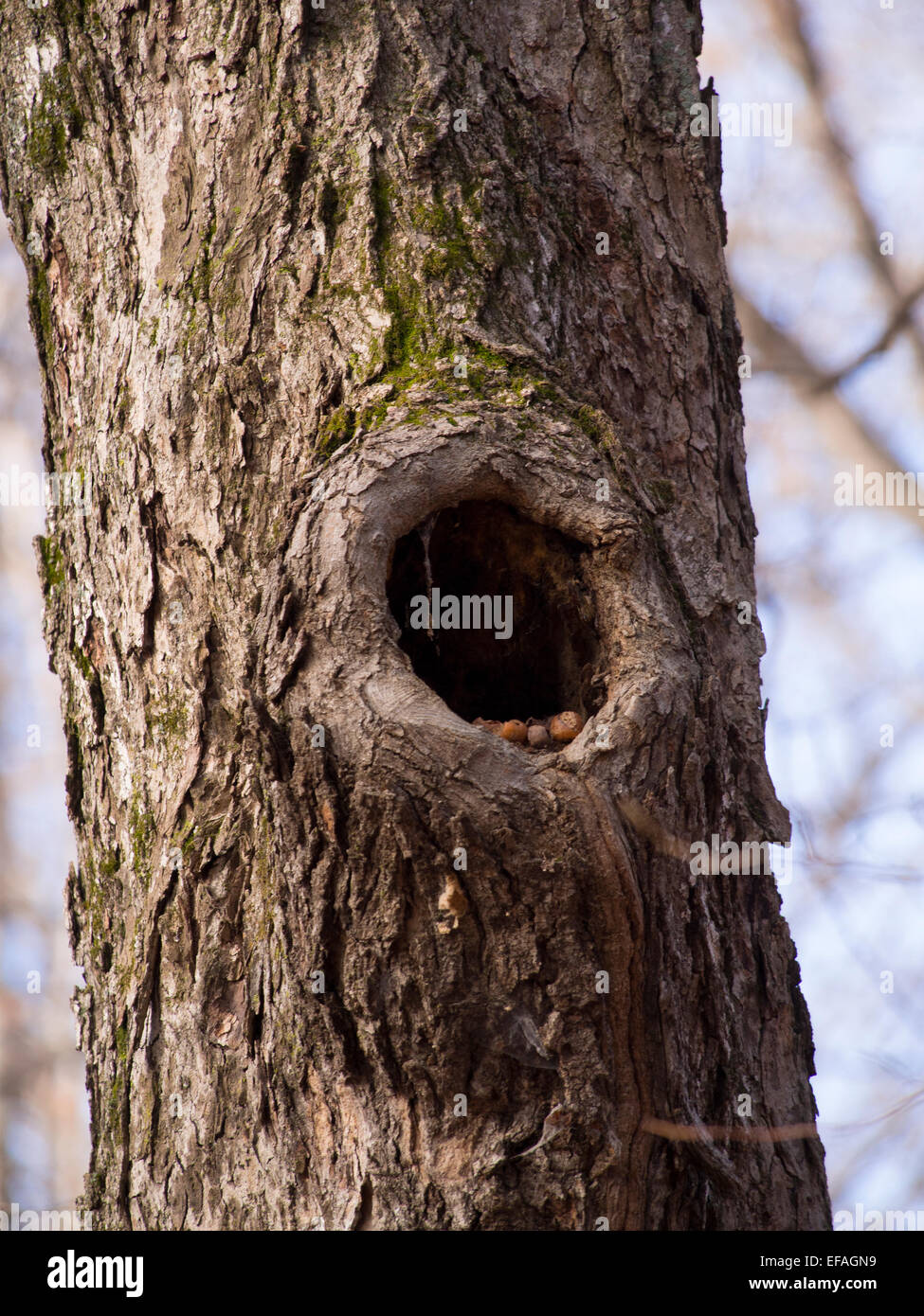 hole in tree Stock Photo - Alamy