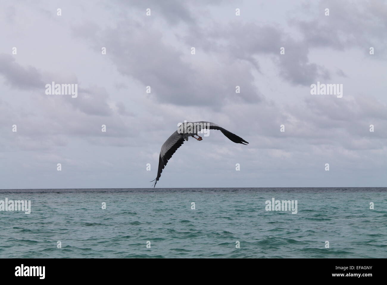 Heron Flying (Airone in volo Stock Photo - Alamy