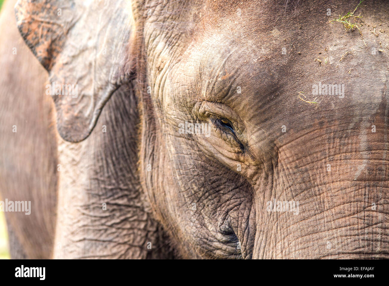 Close up view of elephant face Stock Photo - Alamy