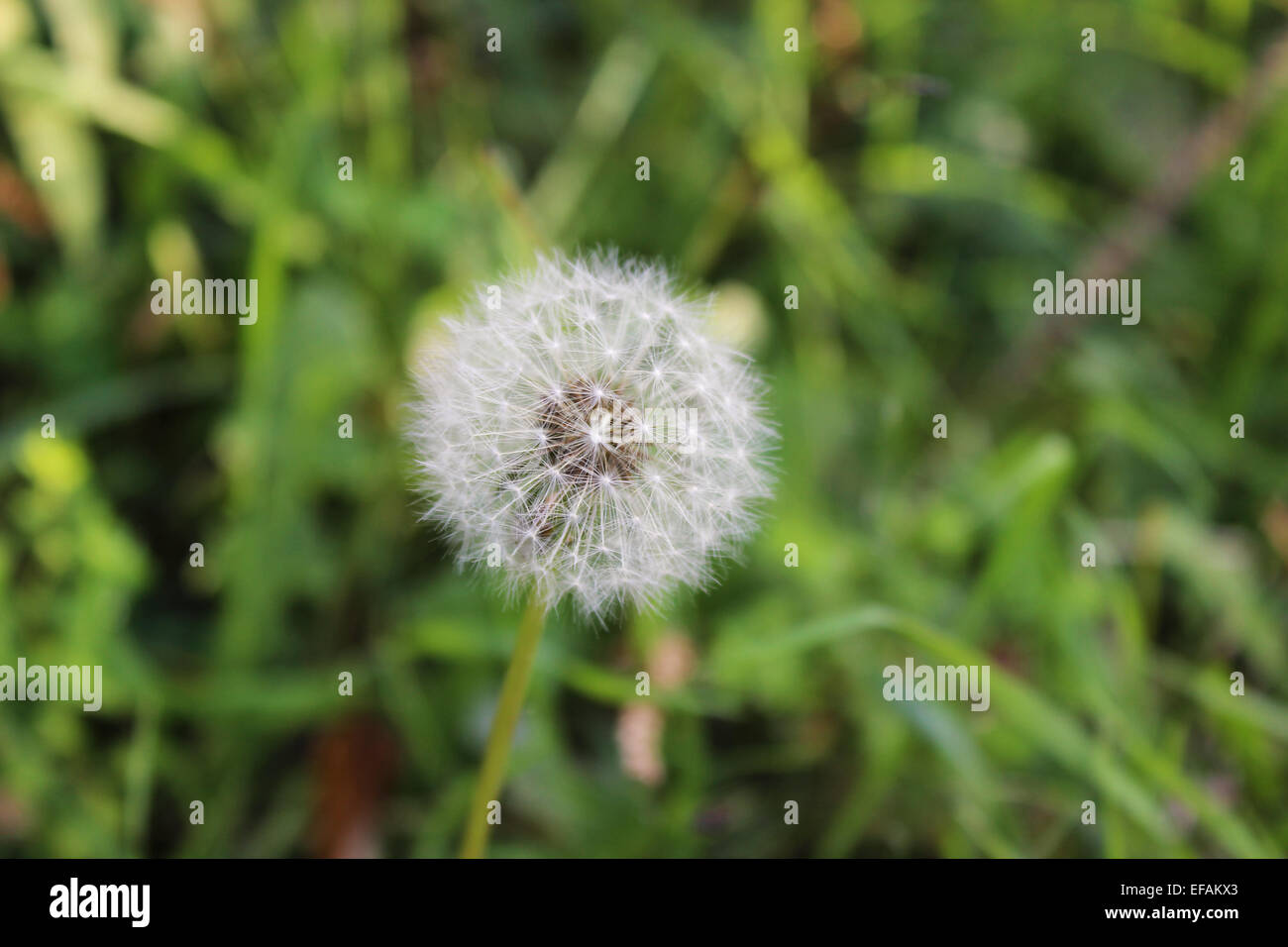 Dandelion plant in the autumn season Stock Photo - Alamy