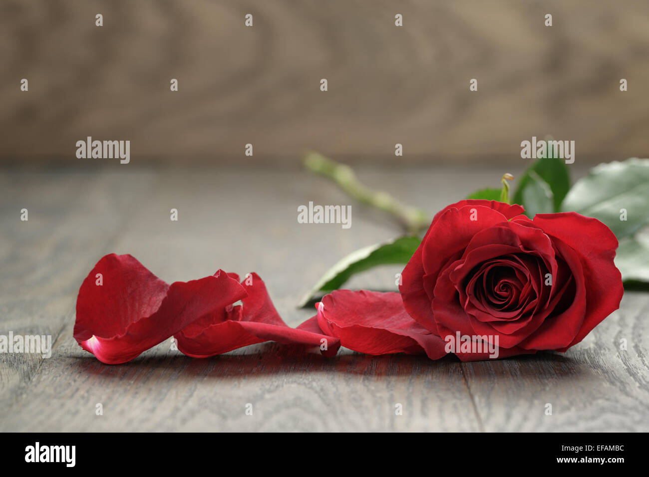 One red rose on oak wood table Stock Photo - Alamy