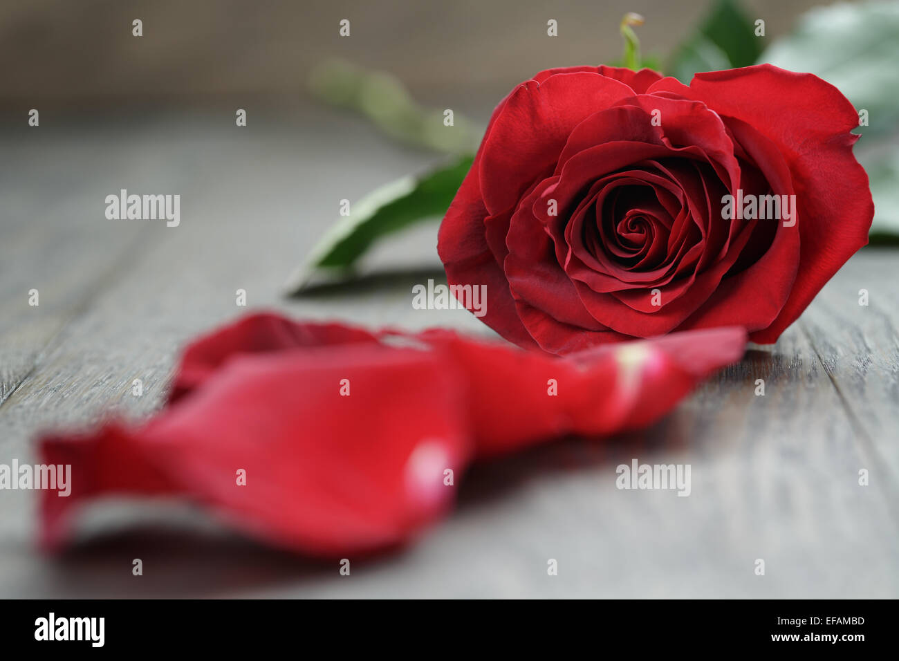 One red rose on oak wood table Stock Photo - Alamy