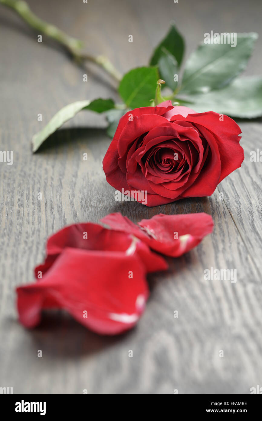 One red rose on oak wood table Stock Photo - Alamy