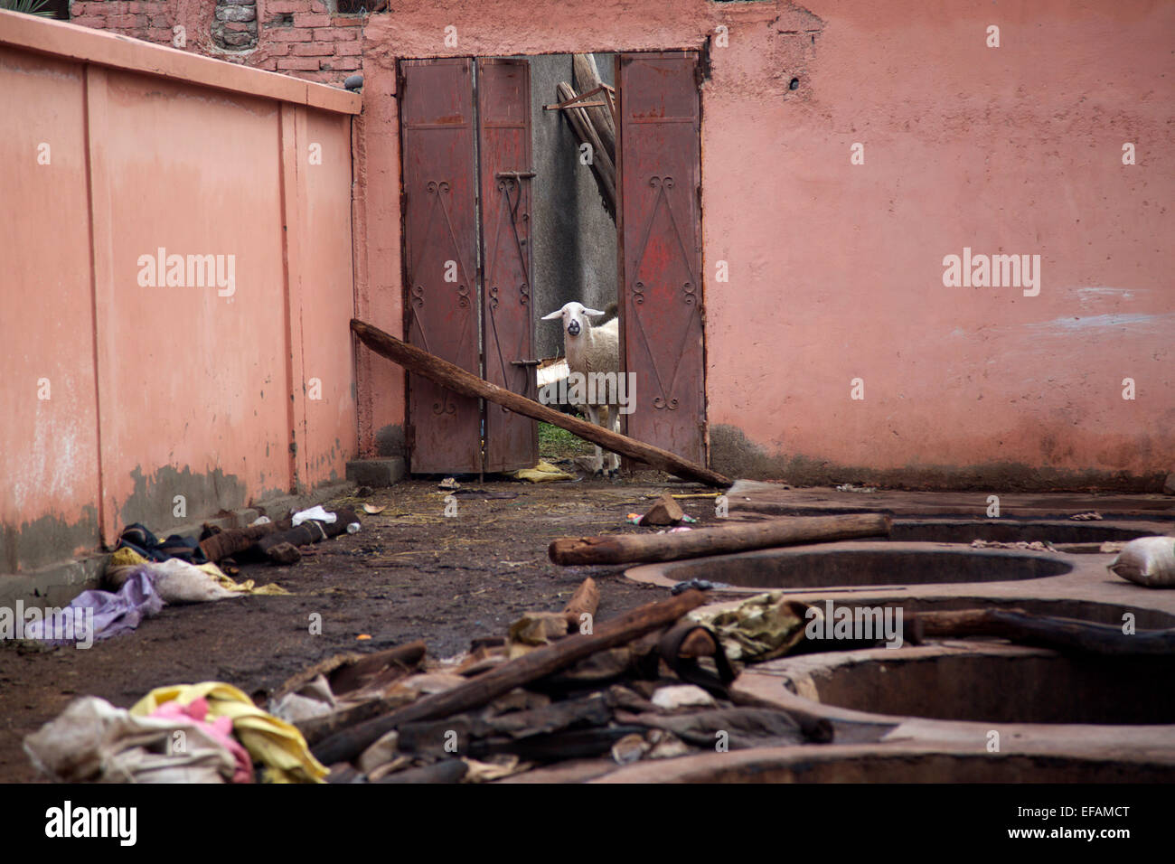 Sheep in the tanneries, Bab Debbagh, ancient medina, Marrakech, Morocco ...