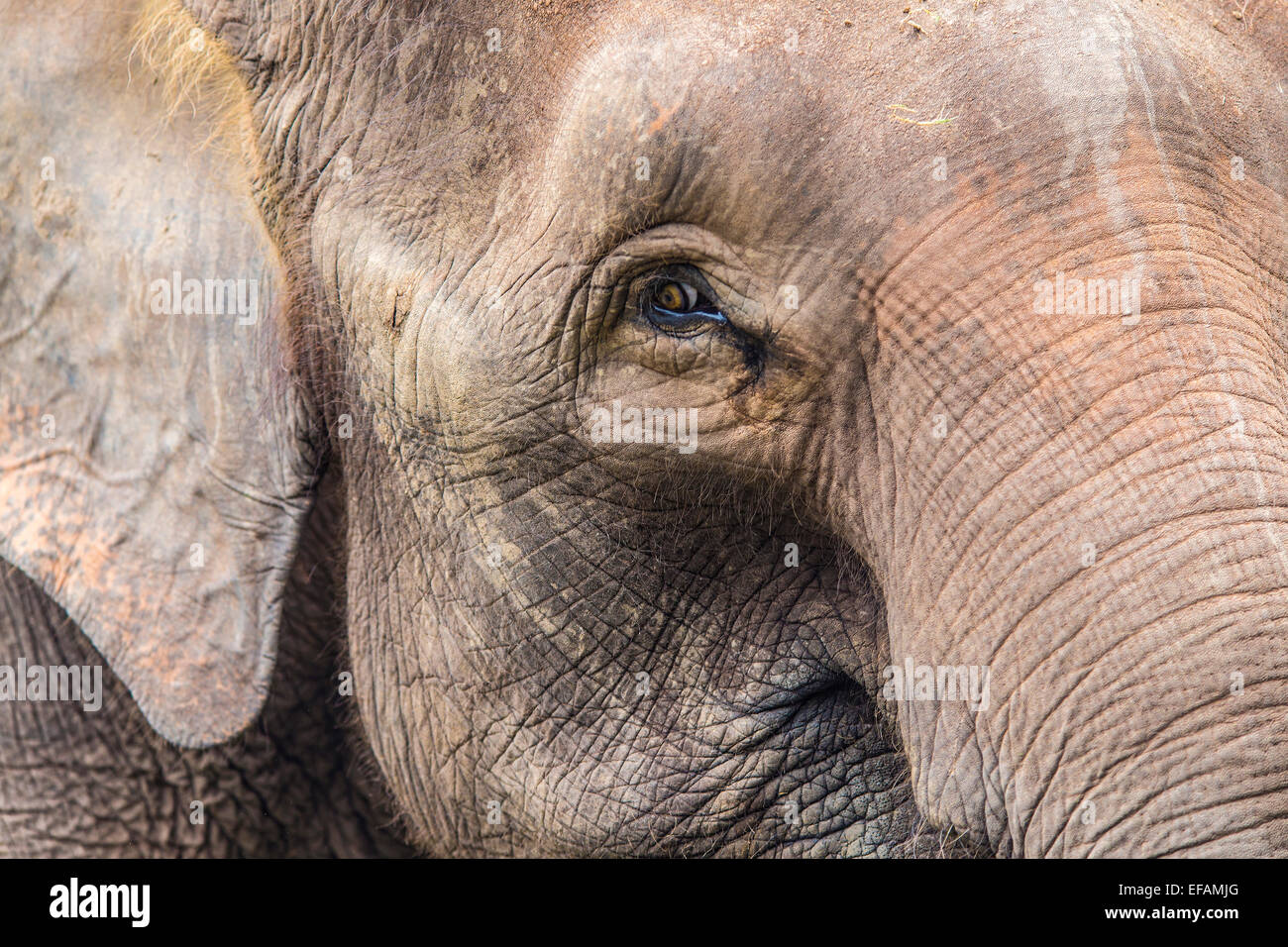 Close up view of elephant face Stock Photo - Alamy