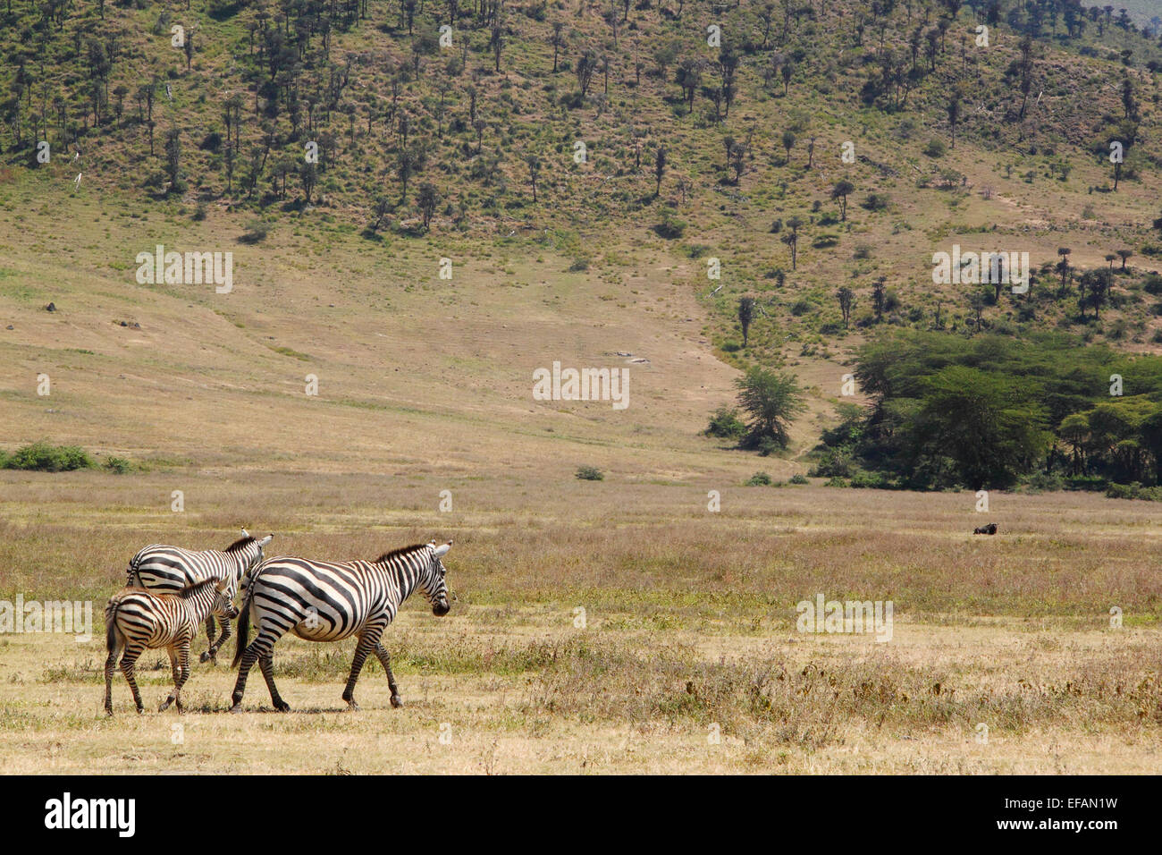 A family of three common zebras, Equus Quagga, two adults and a baby ...