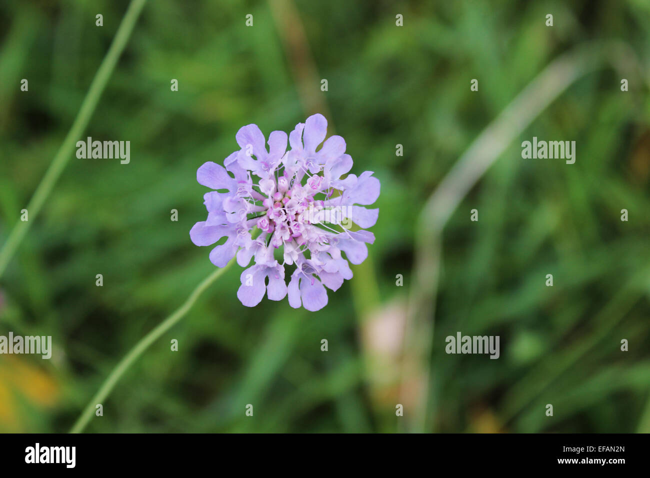 Plant field scabious hi-res stock photography and images - Alamy