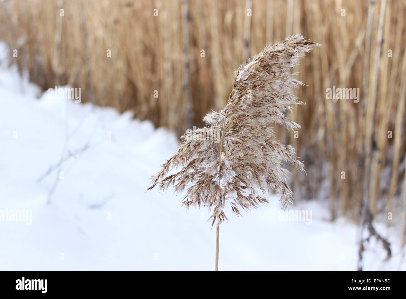 Reed plant hi-res stock photography and images - Alamy