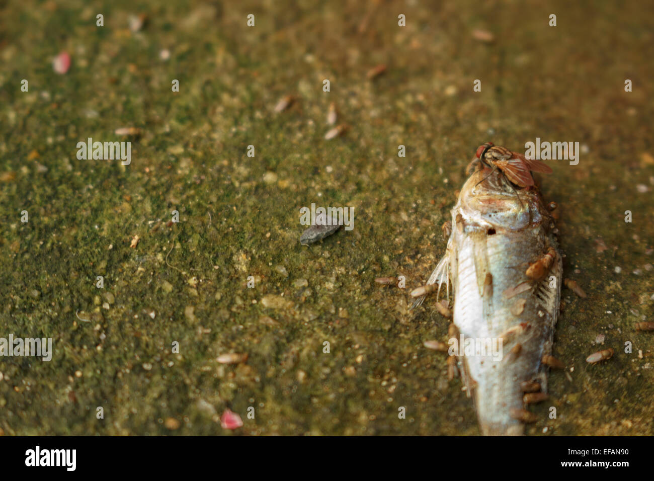 Rotten body dead fish hi-res stock photography and images - Alamy