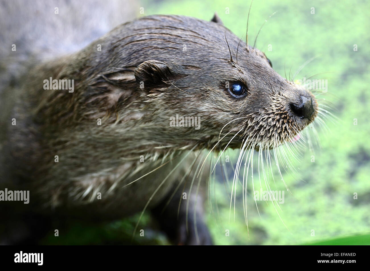 Otter head hi-res stock photography and images - Alamy