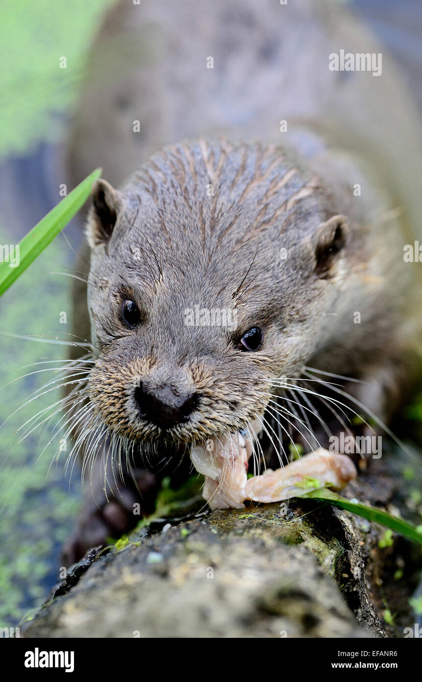 An otter eating UK Stock Photo - Alamy