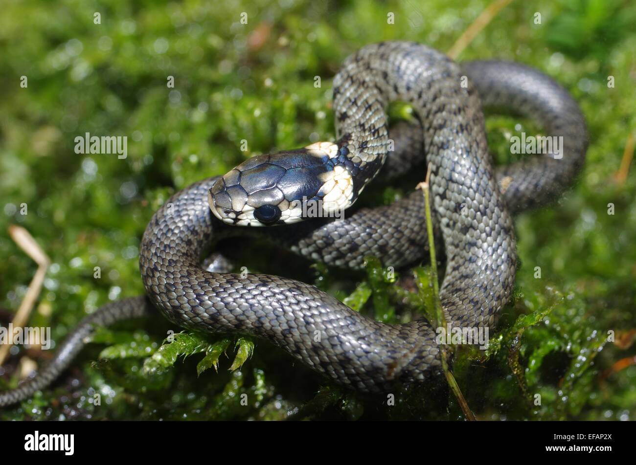 Slither hi-res stock photography and images - Alamy
