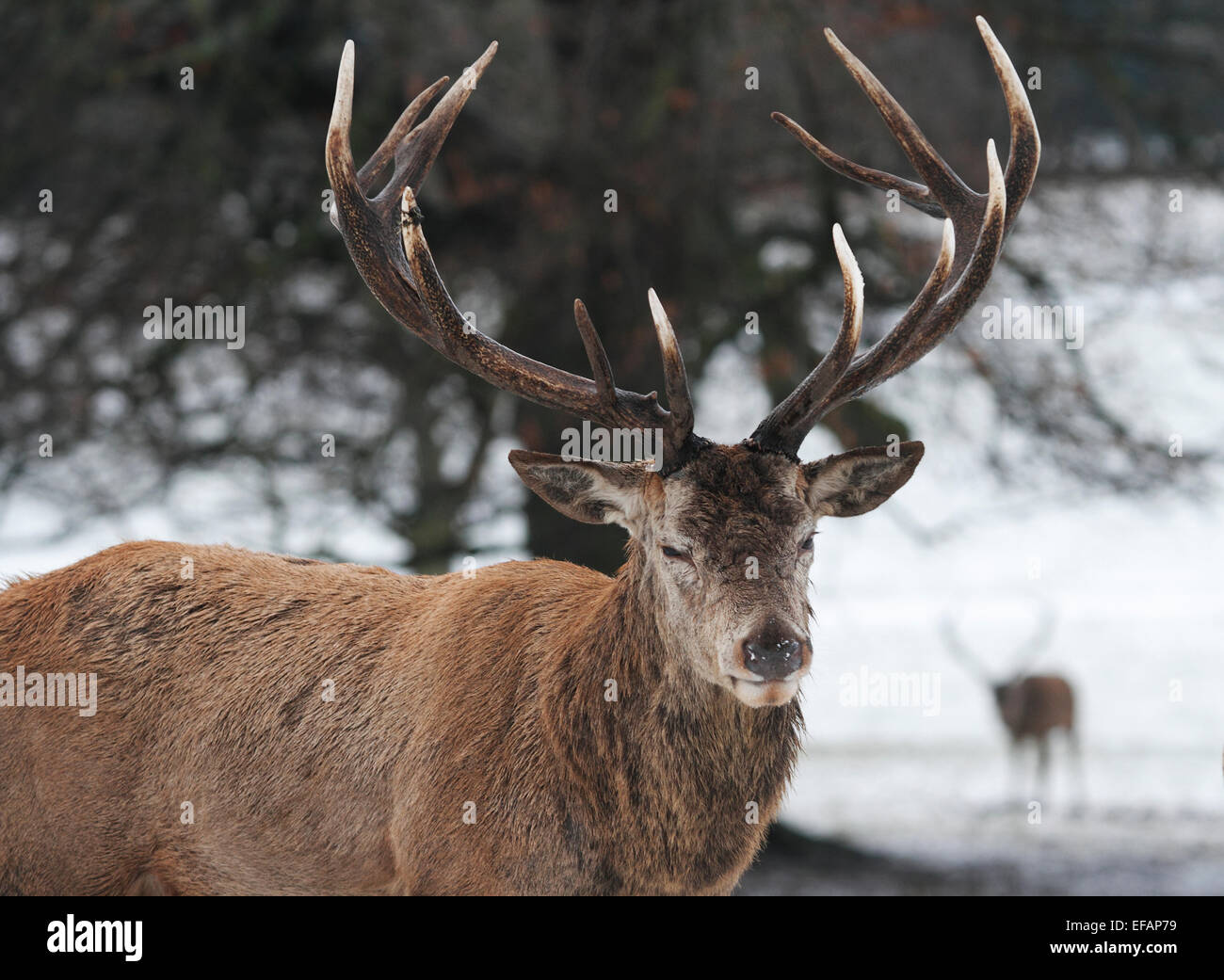 Nottingham, UK. 29th January, 2015. Mature male (stag or hart) Red deer ...