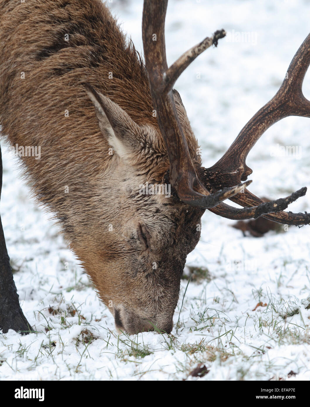 Runi hi-res stock photography and images - Alamy