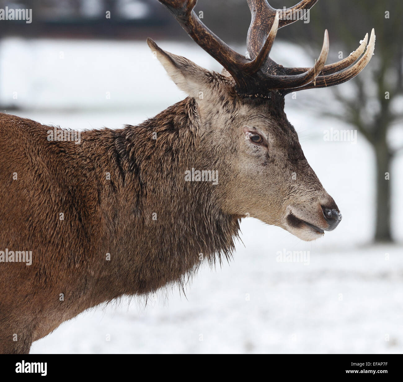 Nottingham, UK. 29th January, 2015. Mature male (stag or hart) Red deer ...