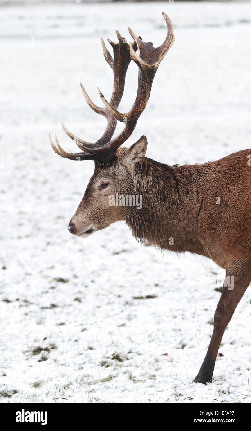 Nottingham, UK. 29th January, 2015. Mature male (stag or hart) Red deer ...