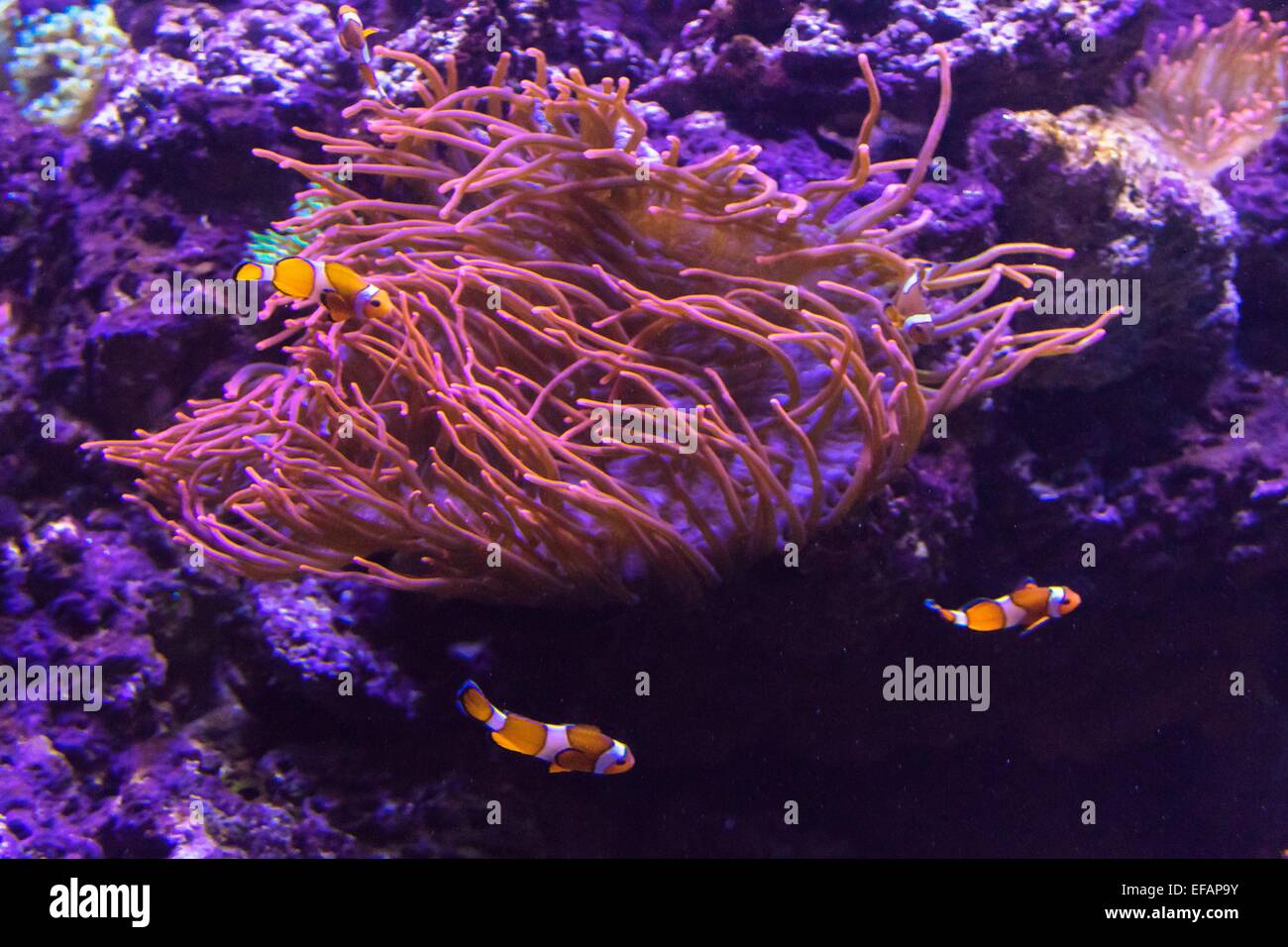 Western Clownfishes and Sea Anemone, Amphiprion ocellaris, Actinia ...