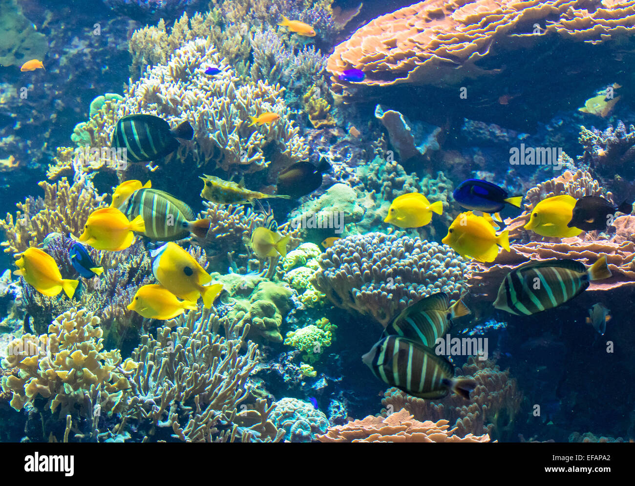 fishes in coral reef, photo: January 04, 2015 Stock Photo - Alamy