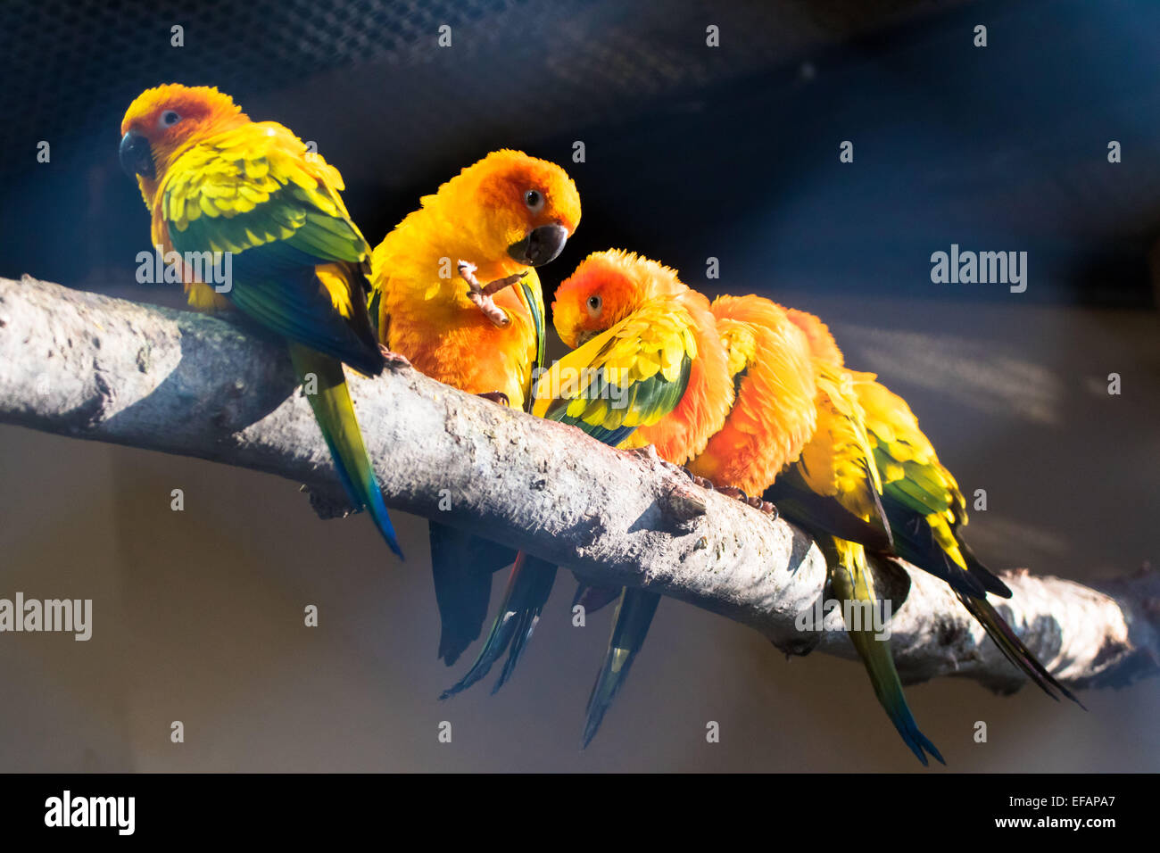 Sonnensittiche aratinga solstitialis hi-res stock photography and ...