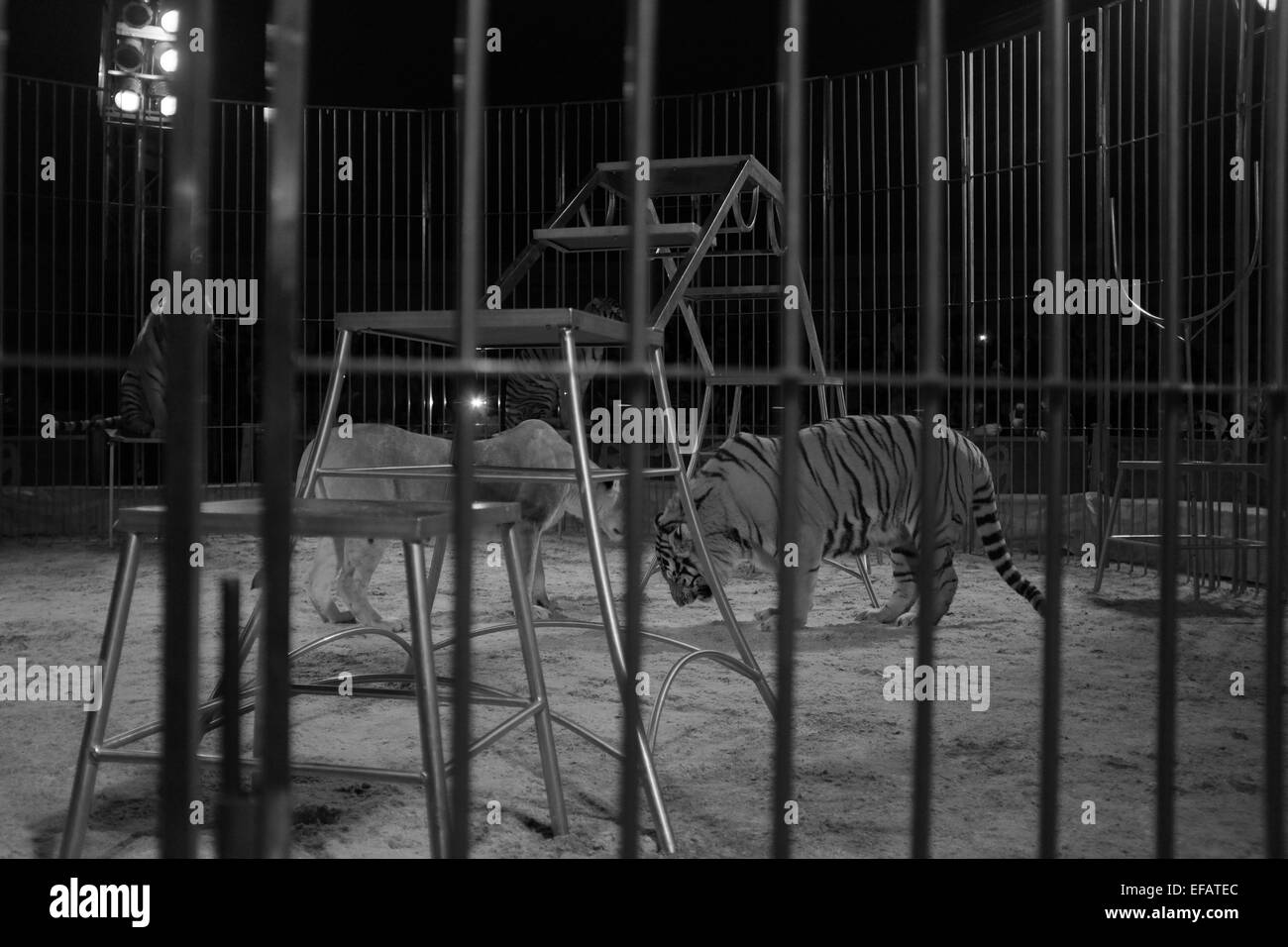 Circus white tiger hi-res stock photography and images - Alamy