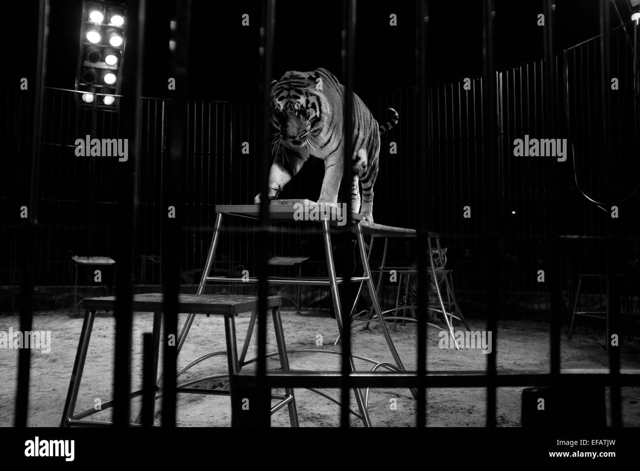 Tiger circus hi-res stock photography and images - Alamy