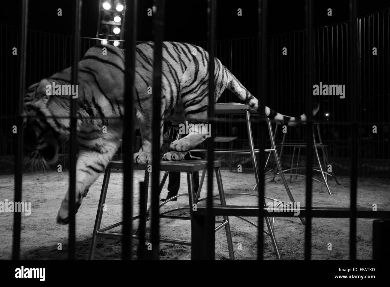 Tiger circus hi-res stock photography and images - Alamy