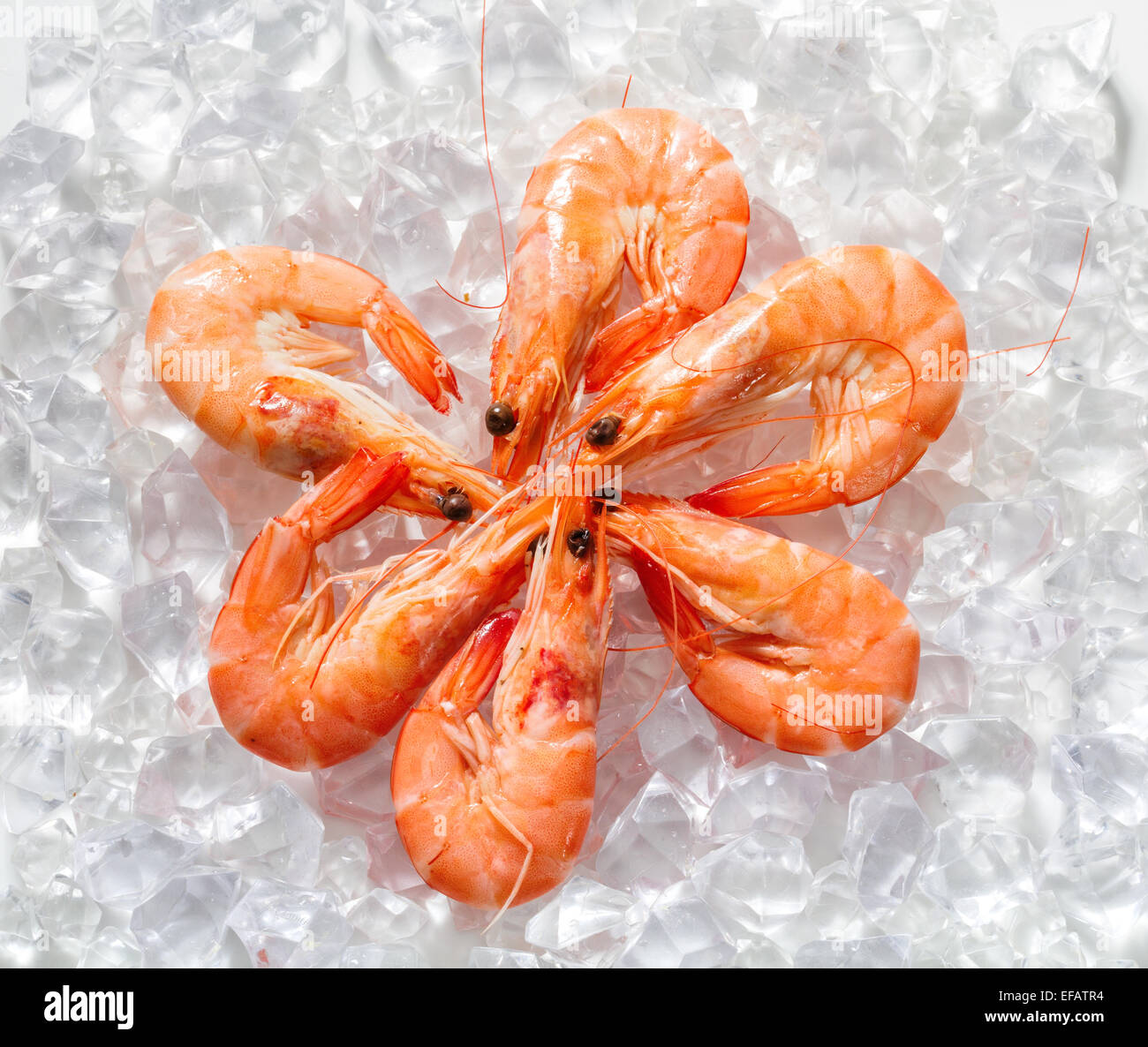 Prawn on ice hi-res stock photography and images - Alamy