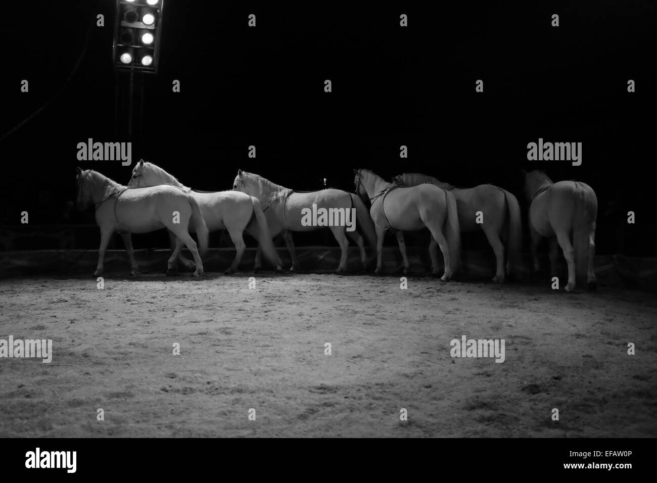 Beautiful horse running Black and White Stock Photos & Images - Alamy
