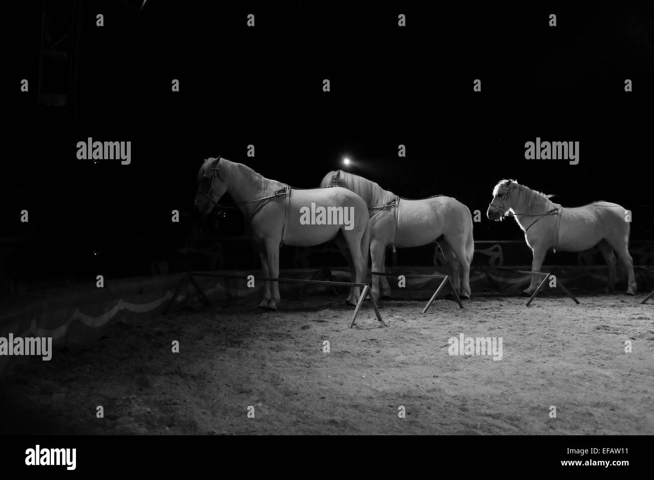 Equestrian circus Black and White Stock Photos & Images - Alamy