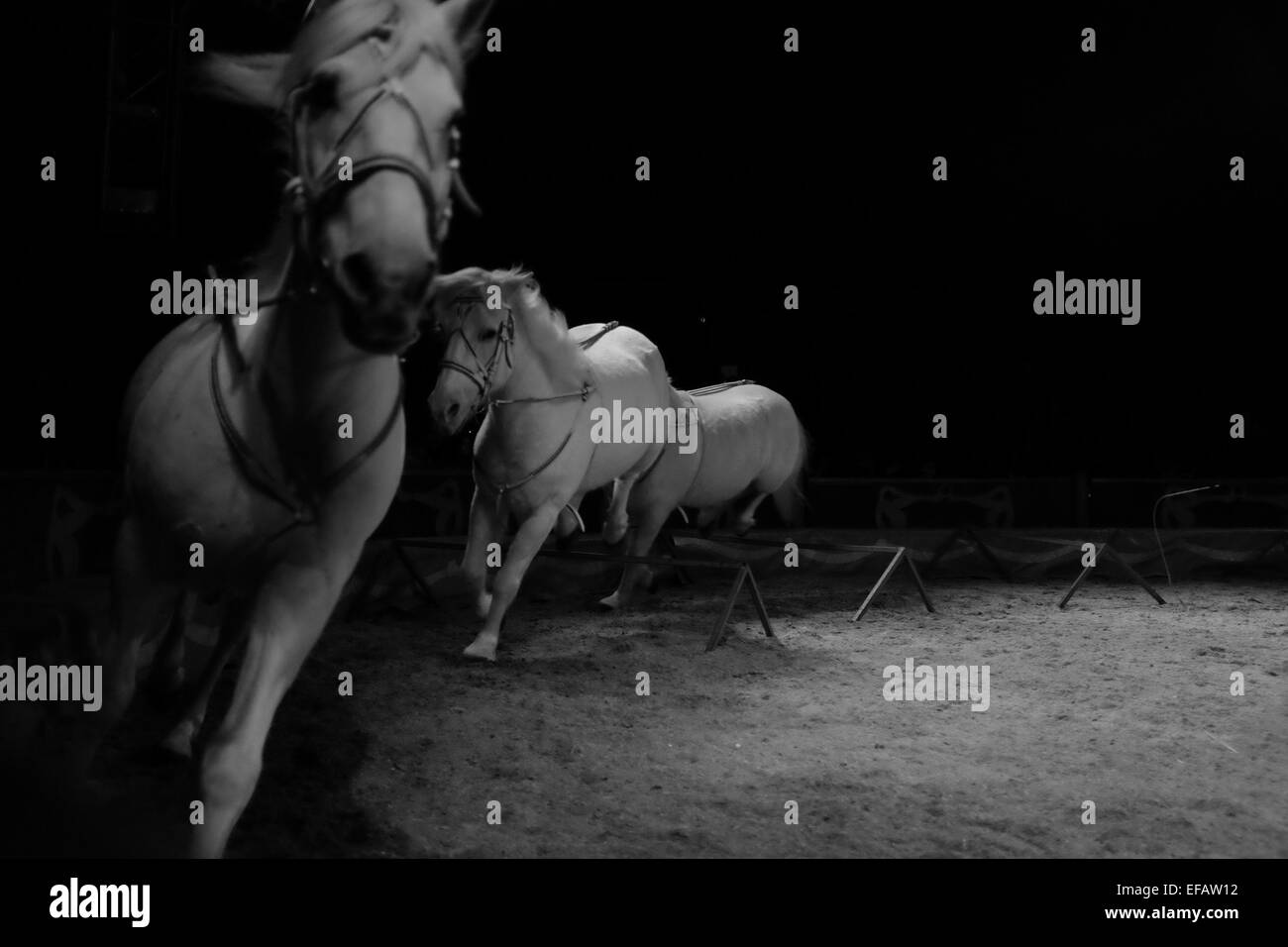Equestrian circus Black and White Stock Photos & Images - Alamy