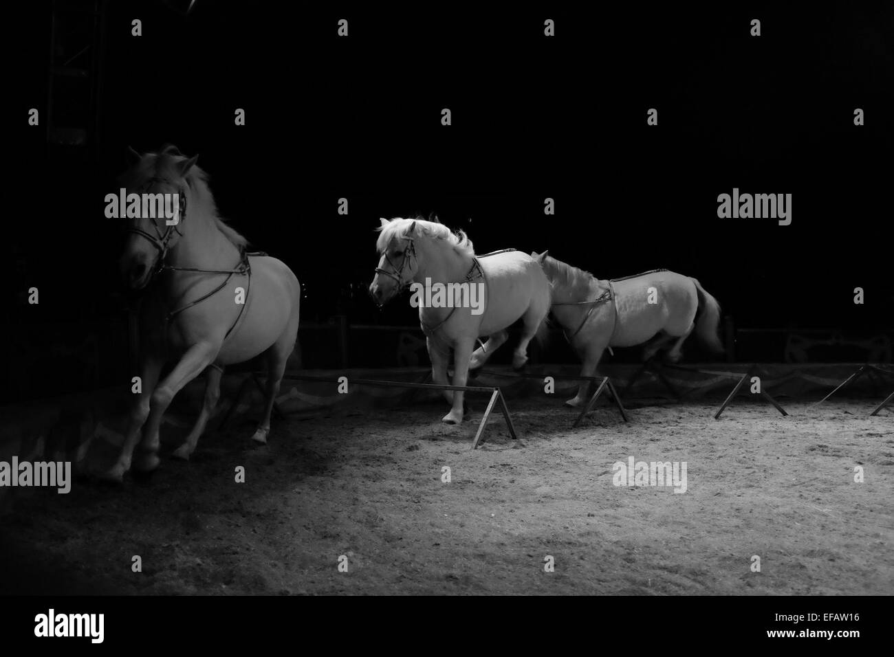 Equestrian circus Black and White Stock Photos & Images - Alamy