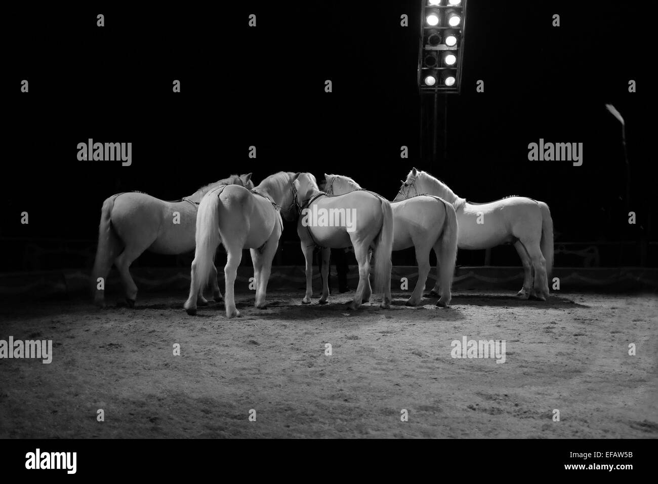 Equestrian circus Black and White Stock Photos & Images - Alamy
