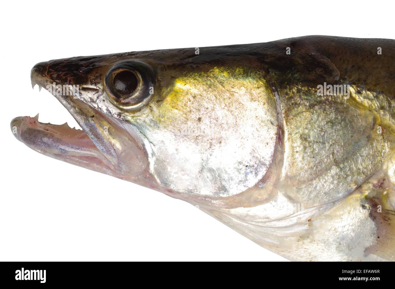 long zander on white background Stock Photo - Alamy