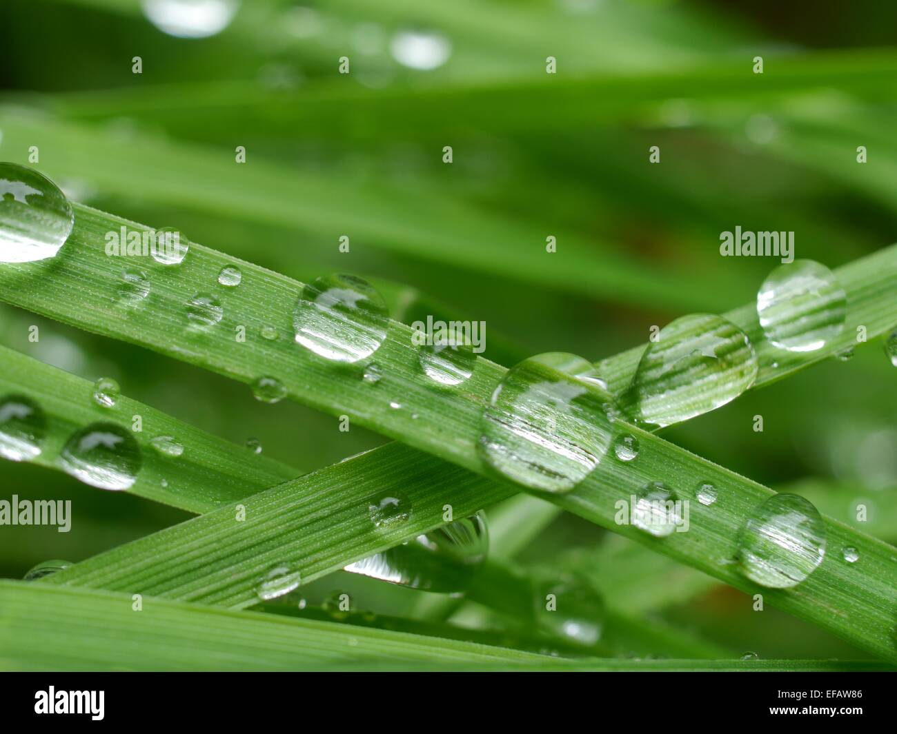 Grass rise hi-res stock photography and images - Alamy
